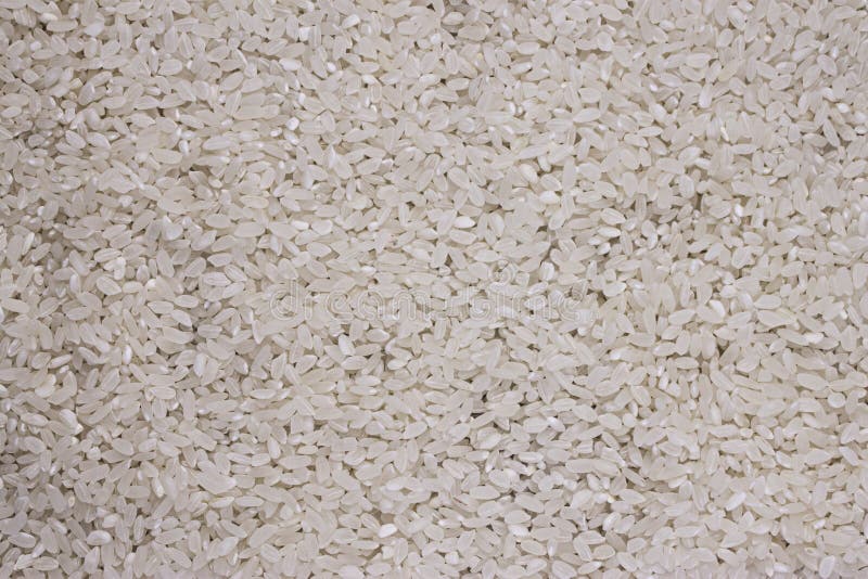 White Texture of Rise. Background. Stock Photo - Image of small, field ...