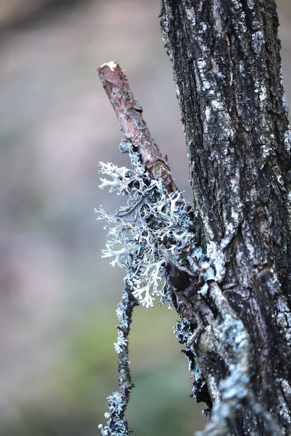 White Textured Lichen Piece Growing on Small Broken Branch of a Birch ...