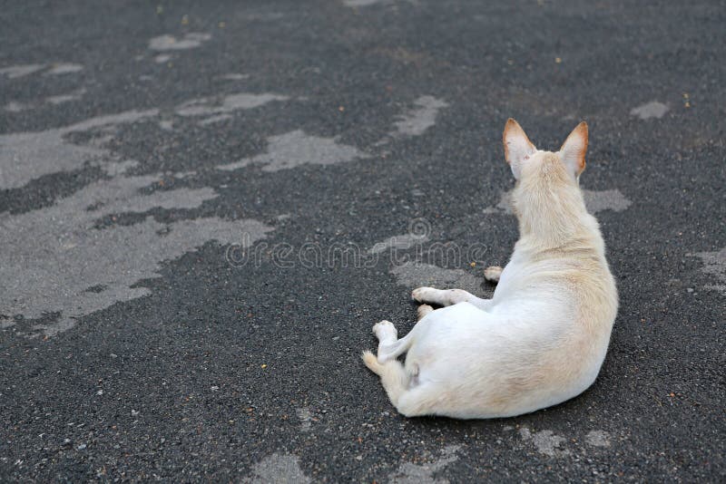 White Thai Dog Sitting on Ground. Rear View Stock Photo - Image of face ...