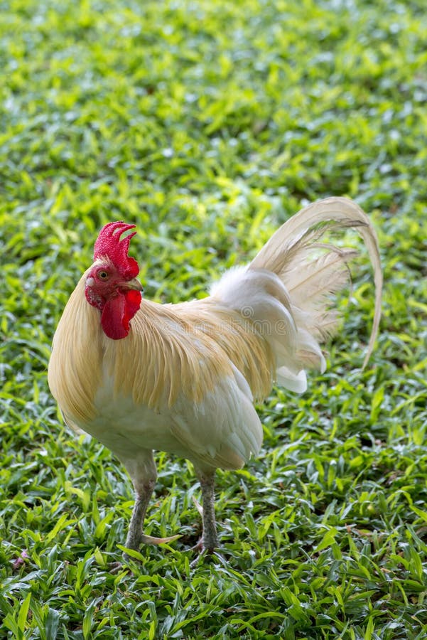 1,723 Thai Rooster Photos - Free & Royalty-Free Stock Photos from ...