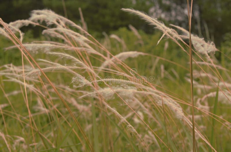 White thatch flower stock photo. Image of flowers, outdoor - 302504648