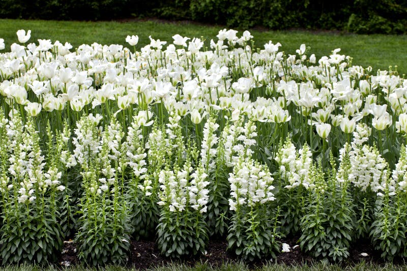 White Theme Flower Garden stock image. Image of garden - 73351111