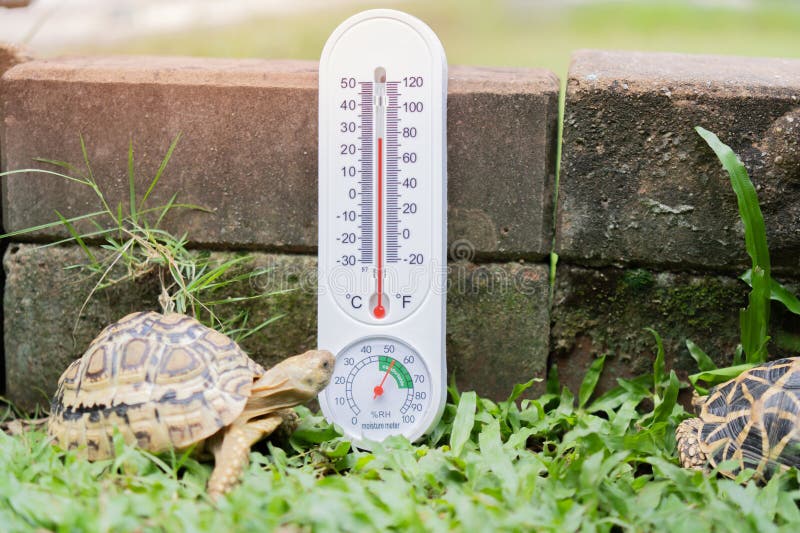 White Thermometer Setting in Turtle Raising Area in the Garden of the ...