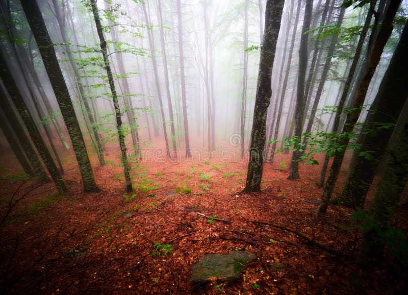 White Thick Mist in Dark Forest with Rusty Leaves in Autumn Stock Photo ...