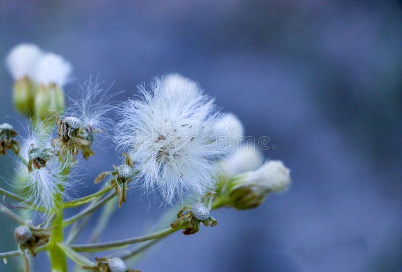 White Thistle in the Field. the Dried Thistle Flowers in the Sunlight ...