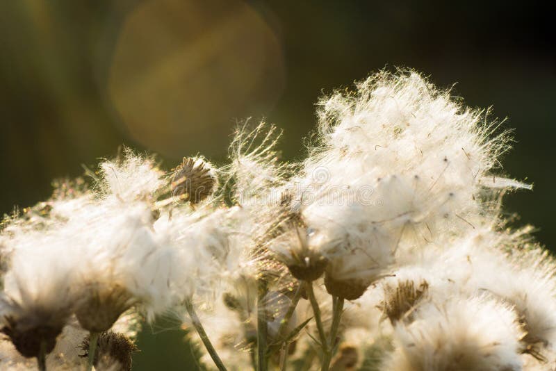 White thistle flowers stock image. Image of thistle, flowers - 74296299