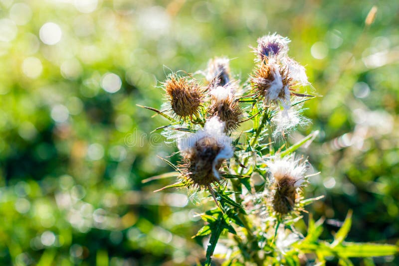 White Thistle Flowers on a Meadow in Rhone Alpes Stock Image - Image of ...