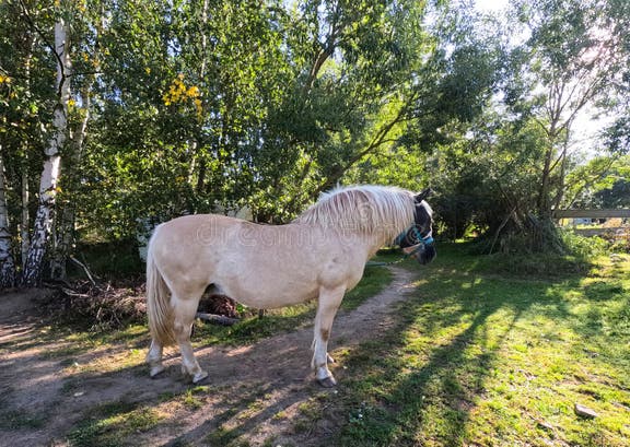 A White Thoroughbred Horse at the Stables Stock Photo - Image of wild ...