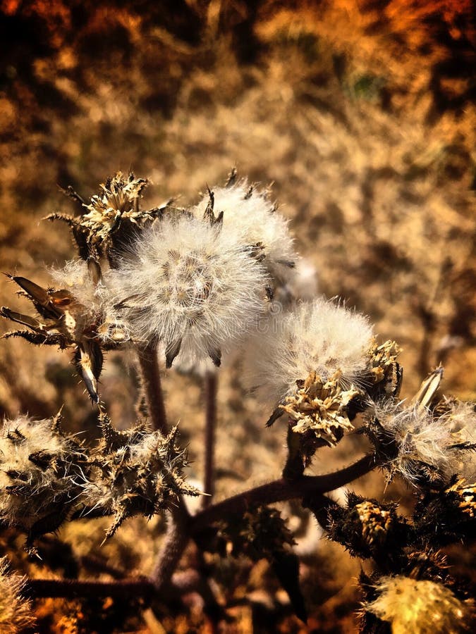White thread flower stock photo. Image of woods, wildflower - 94838916