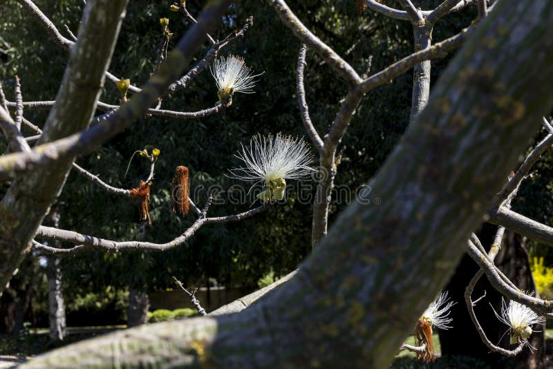 White Thread Flowers between Branches Stock Image - Image of outdoors ...