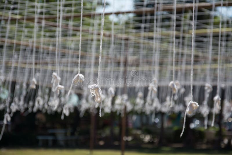 White Thread in the Temple. Stock Image - Image of material, monks ...