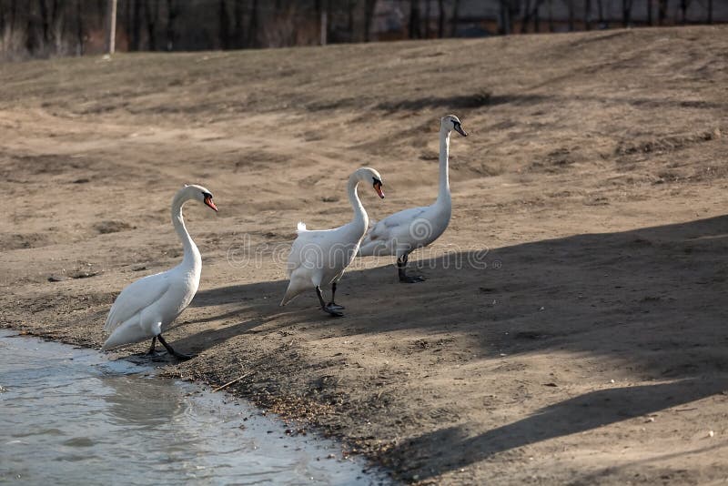 White Three Swans Come Out on the Shore of the Lake. Close-up. Stock ...