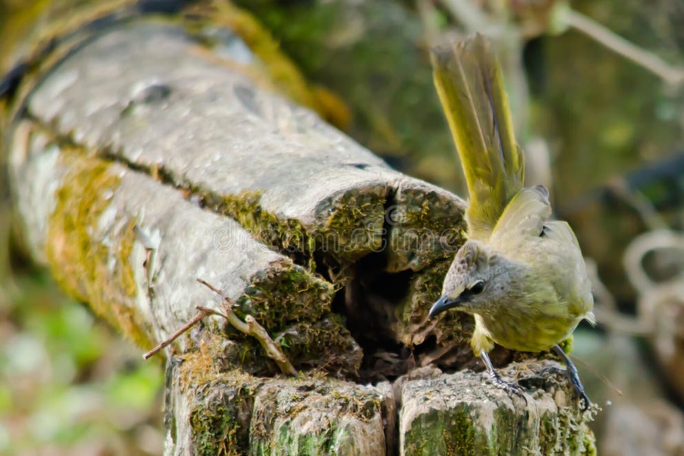 White throated bulbul stock photo. Image of moss, resting - 51952868