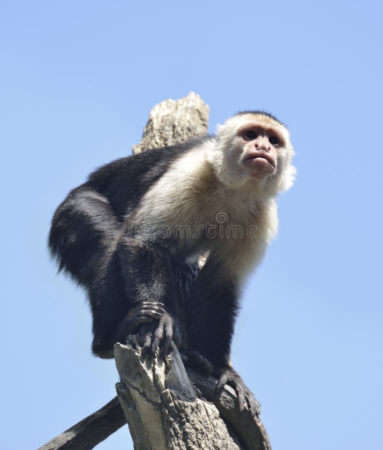 White-Throated Capuchin Monkey Stock Photo - Image of outdoors, animal ...