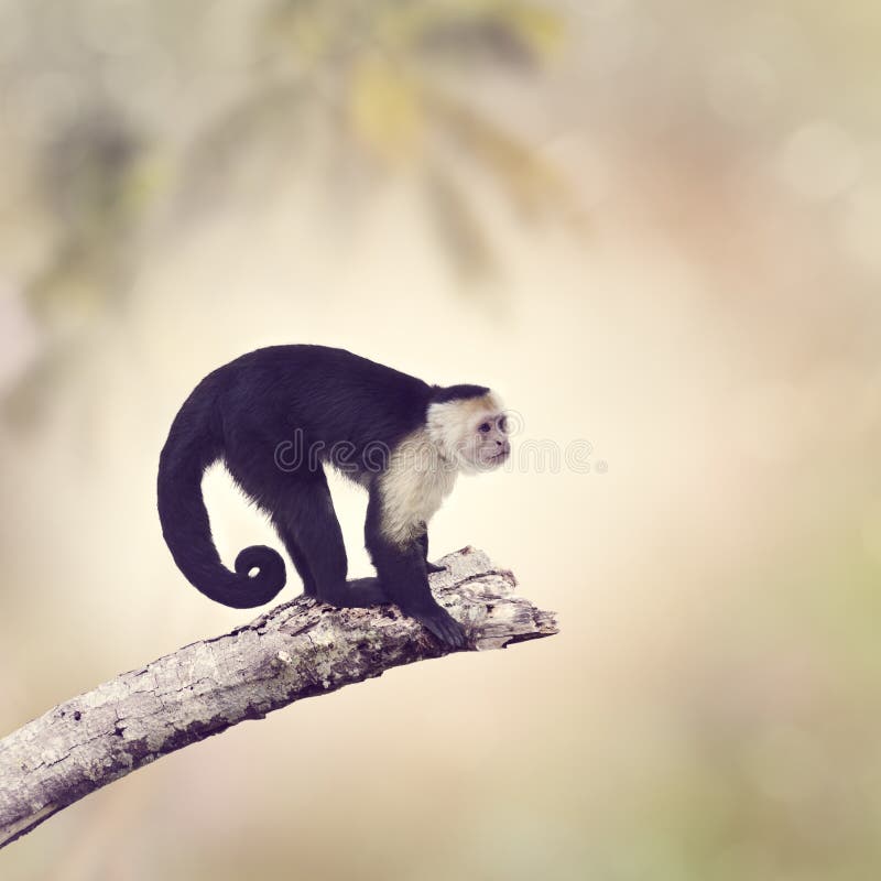 White Throated Capuchin Monkey Stock Photo - Image of white, wildlife ...