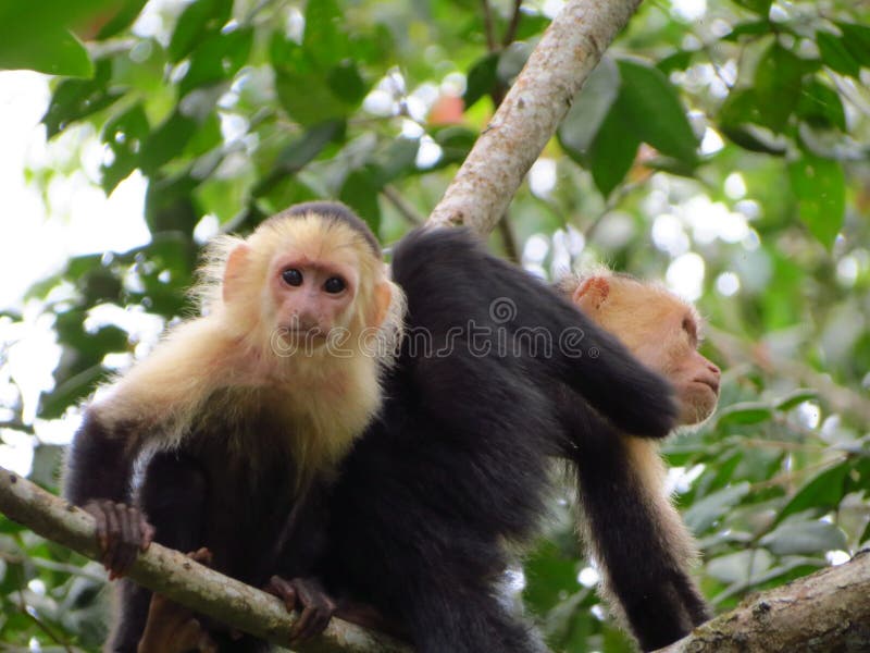 White Throated Capuchin editorial stock image. Image of happy - 49320459