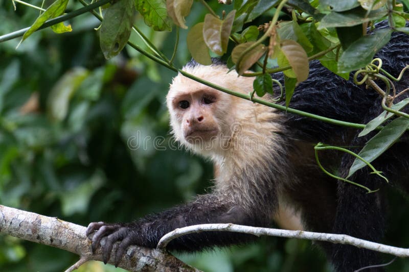 White -throated Capuchin Monkey Stock Photo - Image of white, rican ...