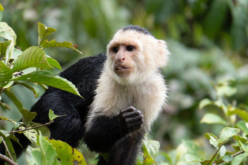 White -throated Capuchin Monkey Stock Image - Image of costa, white ...
