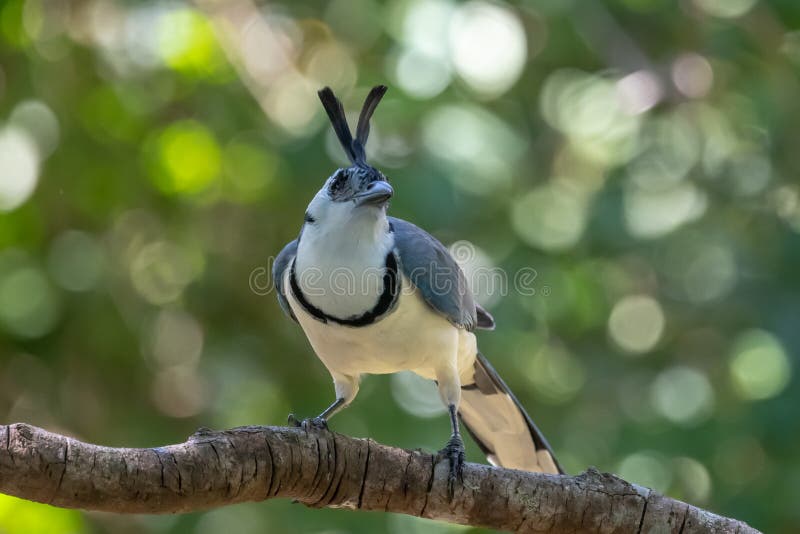 White-throated costa rica stock photo. Image of latin - 245548716