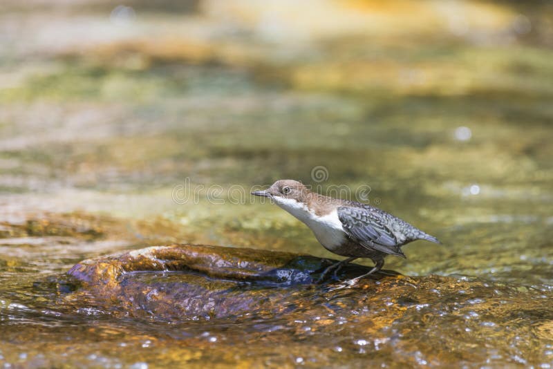 White-throated dipper stock image. Image of wildlife - 156271453