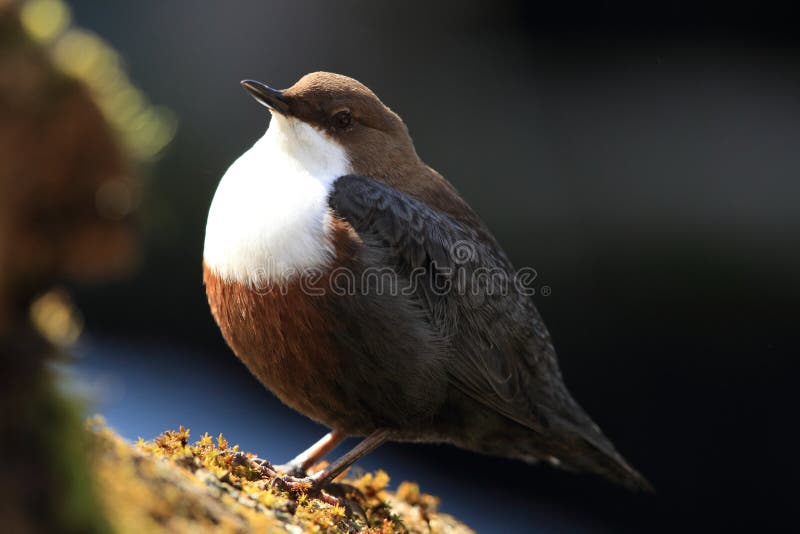White-throated Dipper in the Natural Habitat, Germany Stock Image ...