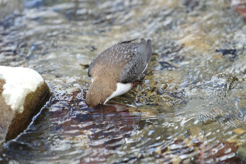 White-throated Dipper in the Natural Habitat, Germany Stock Image ...