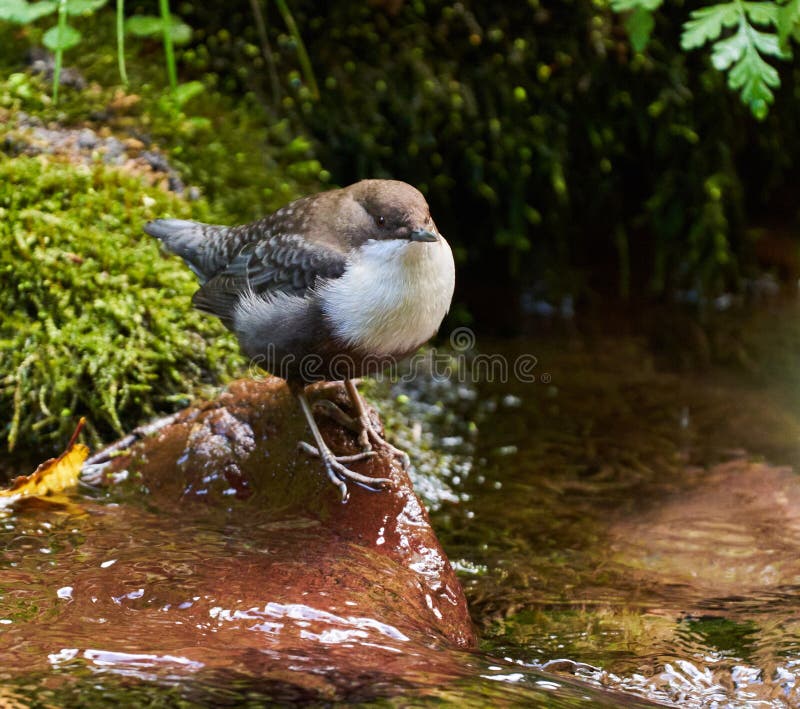 White Throated Dipper in a River Stock Photo - Image of watchful ...