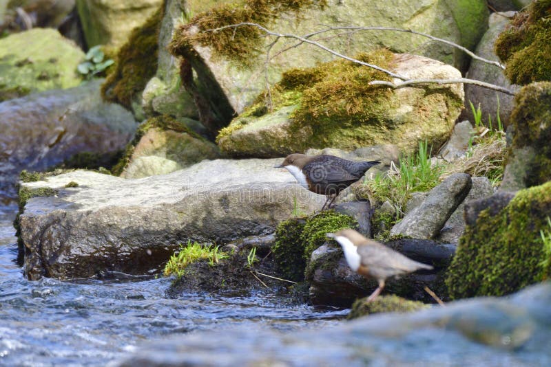 White-throated Dipper in Spring Stock Image - Image of cinclus, spring ...