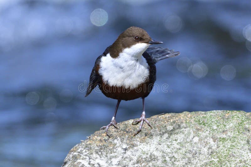 White-throated Dipper in Spring Stock Image - Image of white, nature ...