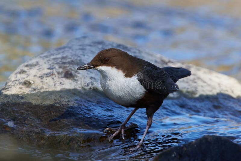 White-throated Dipper in Spring Stock Image - Image of bird, feeding ...