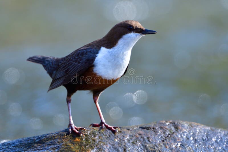 White-throated Dipper in Spring Stock Image - Image of stone, wildlife ...
