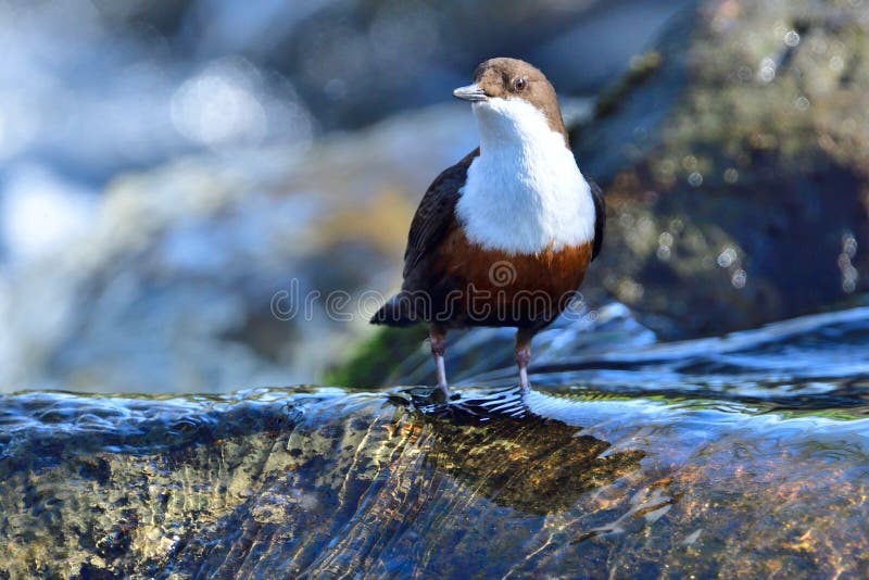 White-throated Dipper in Spring Stock Image - Image of fronted, stream ...