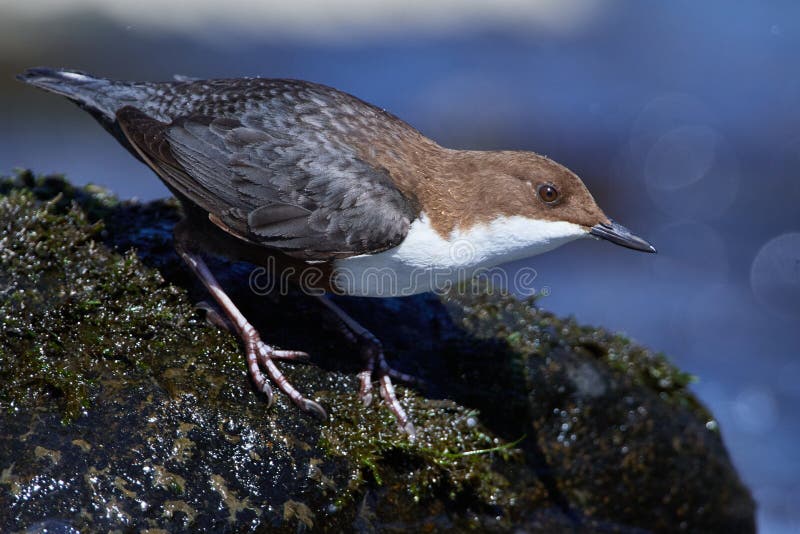 White-throated Dipper in Spring Stock Photo - Image of animal ...