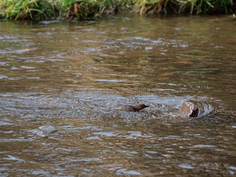 White-throated Dippers, Cinclus Cinclus, in the Braid Burn. Hermitage ...