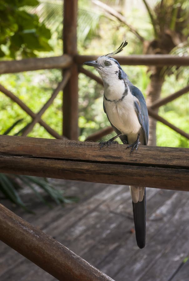 White Throated Magpie Jay Sitting on Railing Stock Photo - Image of ...