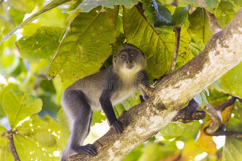 White-throated Monkey Cercopithecus Albogularis in a Tree, Kenya ...