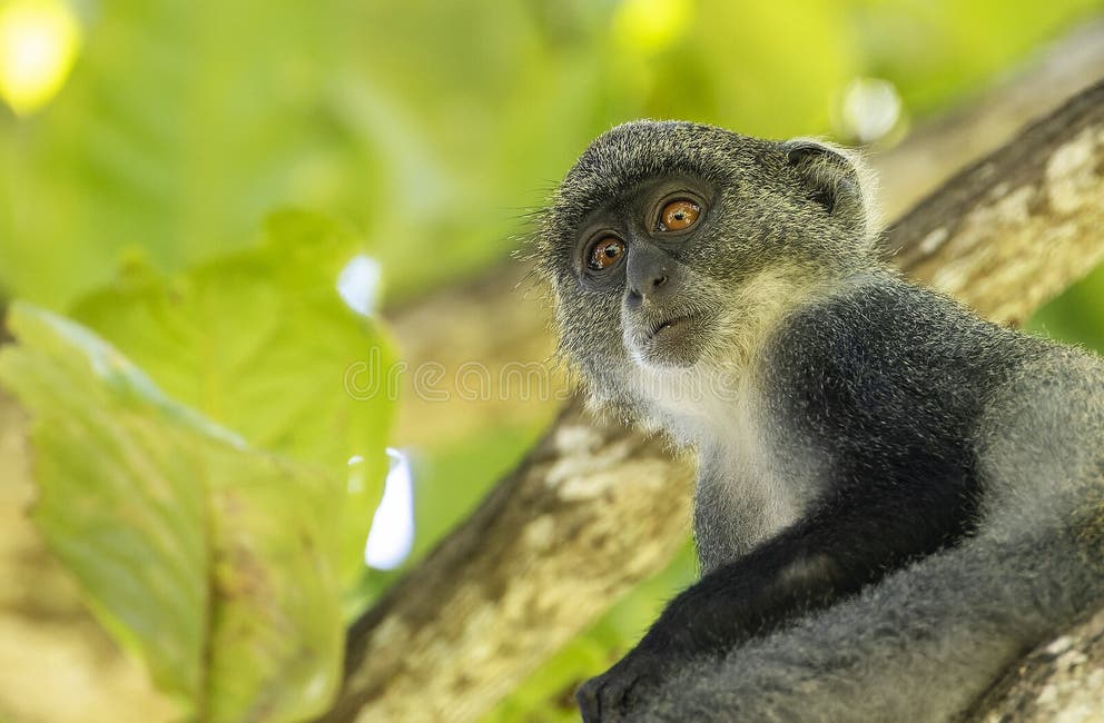 White-throated Monkey Cercopithecus Albogularis in a Tree, Kenya ...