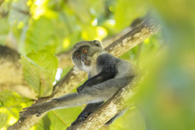 White Throated Guenon Stock Photos - Free & Royalty-Free Stock Photos ...