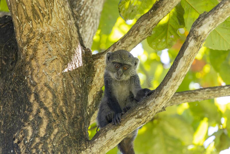 White-throated Monkey Cercopithecus Albogularis in a Tree, Kenya ...