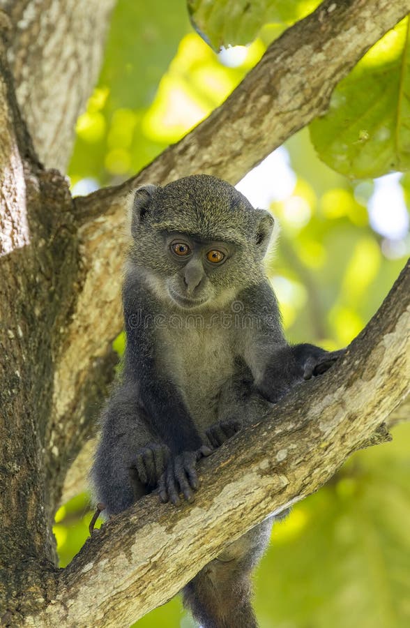 White-throated Monkey Cercopithecus Albogularis in a Tree, Kenya ...