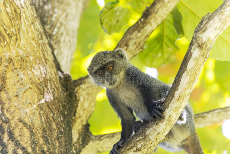 White-throated Monkey Cercopithecus Albogularis in a Tree, Kenya ...