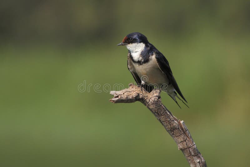 White-throated Swallow stock image. Image of perched - 25533547