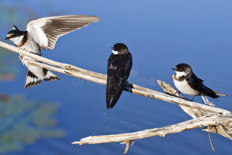White-throated Swallow stock photo. Image of billed, large - 29479434
