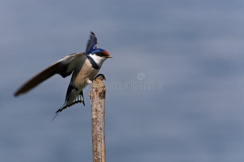 White-throated Swallow Perching Stock Image - Image of swift, copy ...