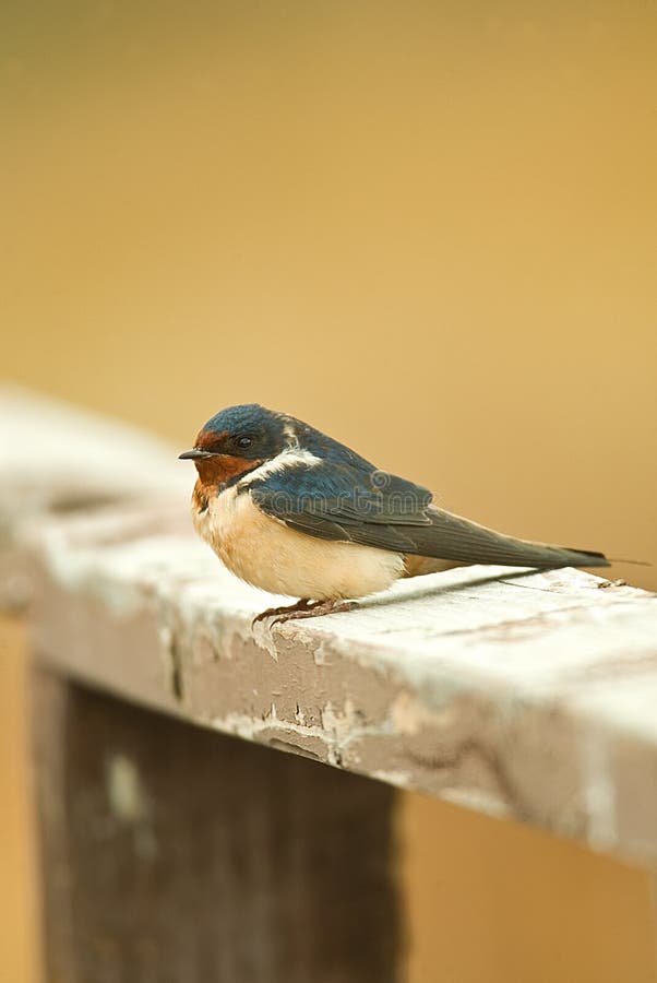 White throated swift stock photo. Image of birds, feathers - 5266800