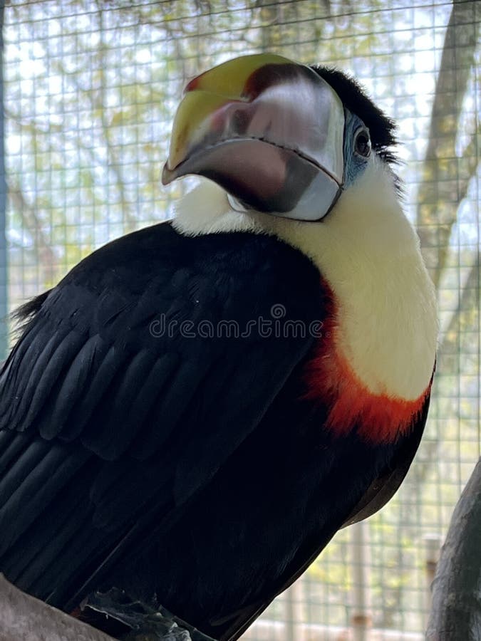 White Throated Toucan Bird stock photo. Image of beautiful - 291556728