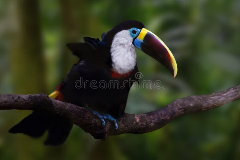 White-throated Toucan bird stock image. Image of birds - 308469629