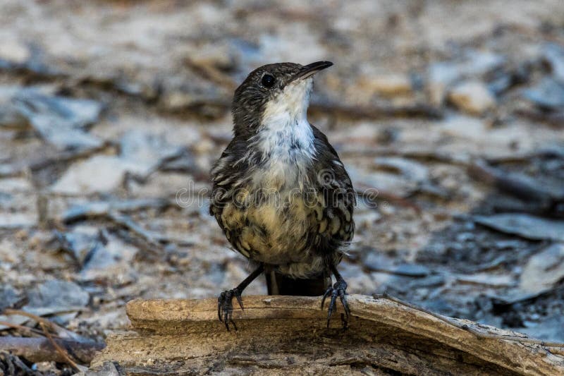 White-throated Treecreeper in Victoria Australia Stock Photo - Image of ...
