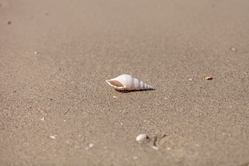 White Tibia Shell Tibia Fusus on the Sand Stock Photo - Image of beach ...