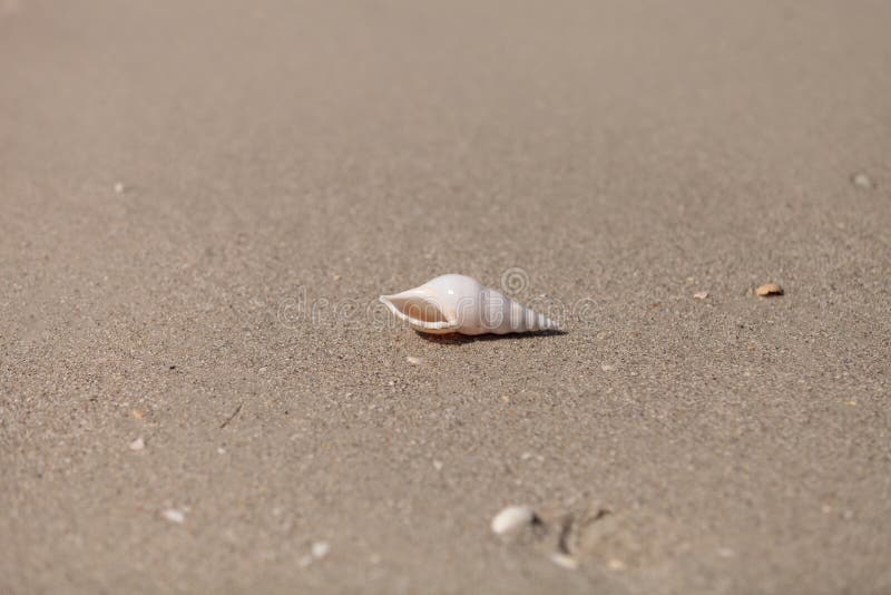 White Tibia Shell Tibia Fusus on the Sand Stock Photo - Image of ...